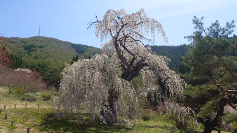 2025年度 桜の開花状況【4月27日更新】 | 株式会社Goolight