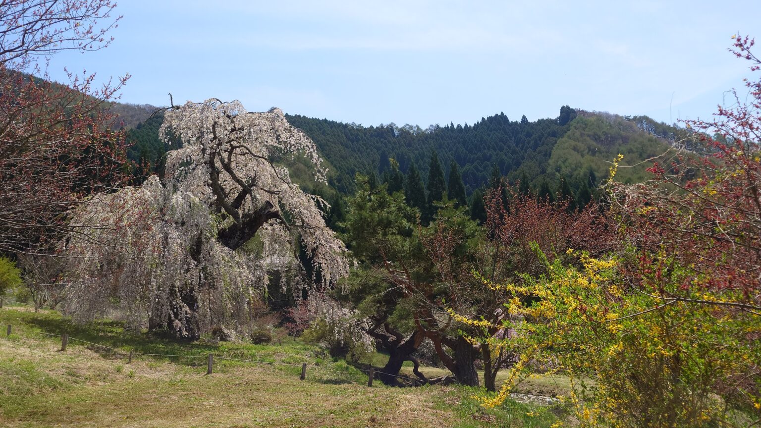 2025年度 桜の開花状況【4月27日更新】 | 株式会社Goolight