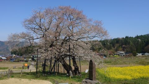2025年度 桜の開花状況【4月27日更新】 | 株式会社Goolight