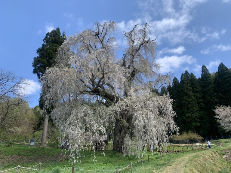 2025年度 桜の開花状況【4月27日更新】 | 株式会社Goolight
